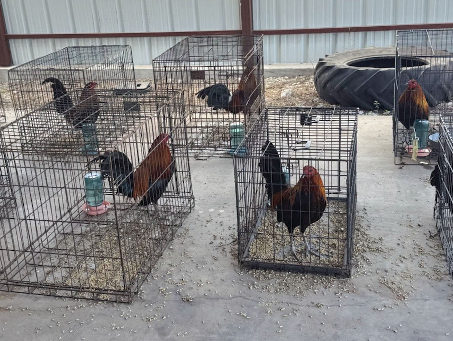 BCSO: cockfighting ring probe underway