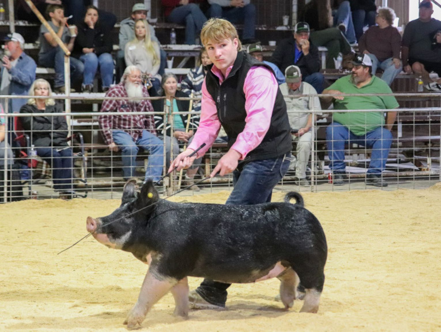 County livestock show spotlights top youth