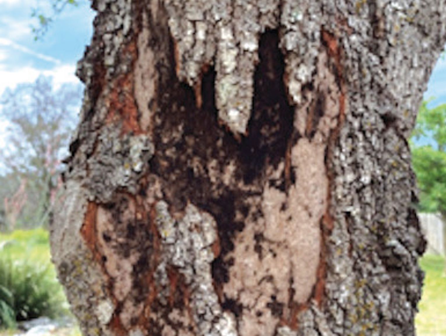 Drought affecting trees in Central Texas