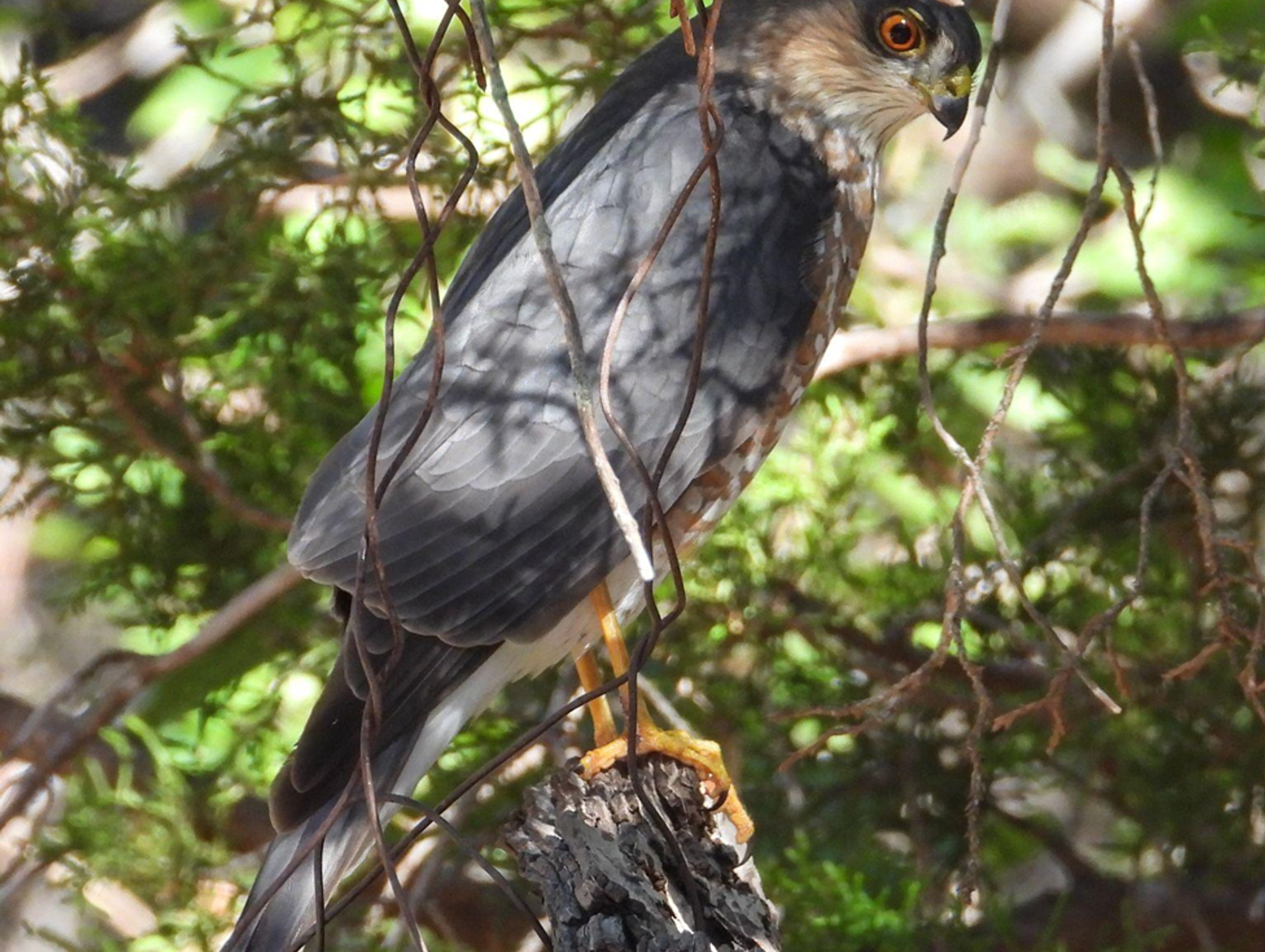 Sharp-shinned hawk swoops in for lessons on precision
